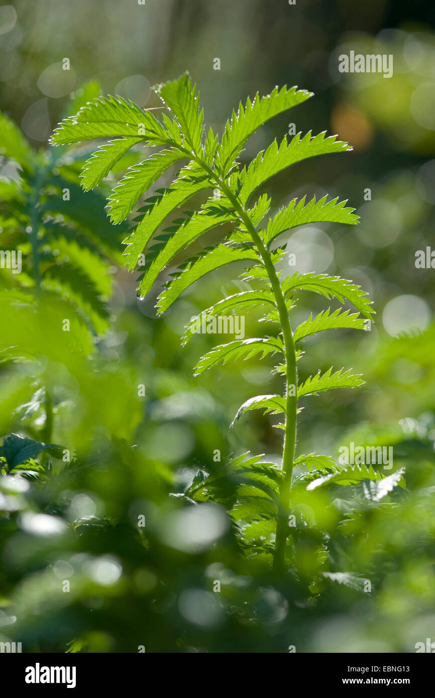 silver weed, silverweed cinquefoil (Potentilla anserina), leaf in ...