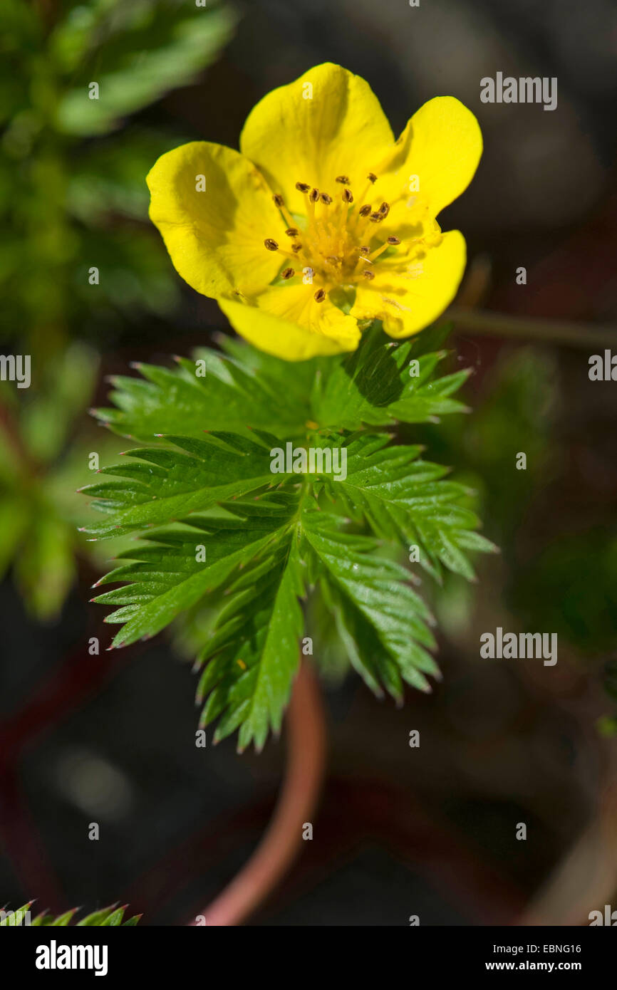 silver weed, silverweed cinquefoil (Potentilla anserina), blooming ...