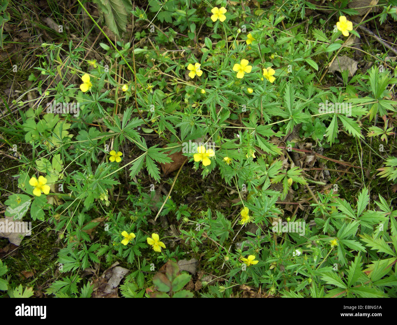 common tormentil (Potentilla erecta), blooming, Germany Stock Photo - Alamy