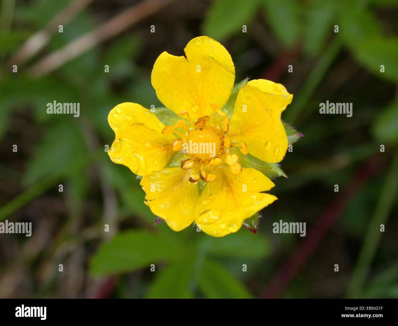 creeping cinquefoil, five-leaf grass (Potentilla reptans), flower ...
