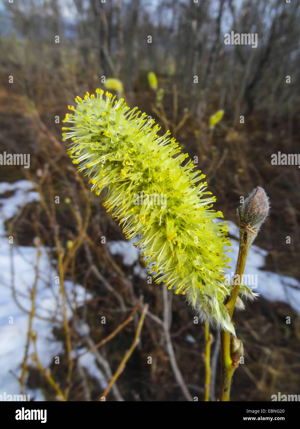willow, osier (Salix spec.), male catkin, Norway, Troms Stock Photo - Alamy