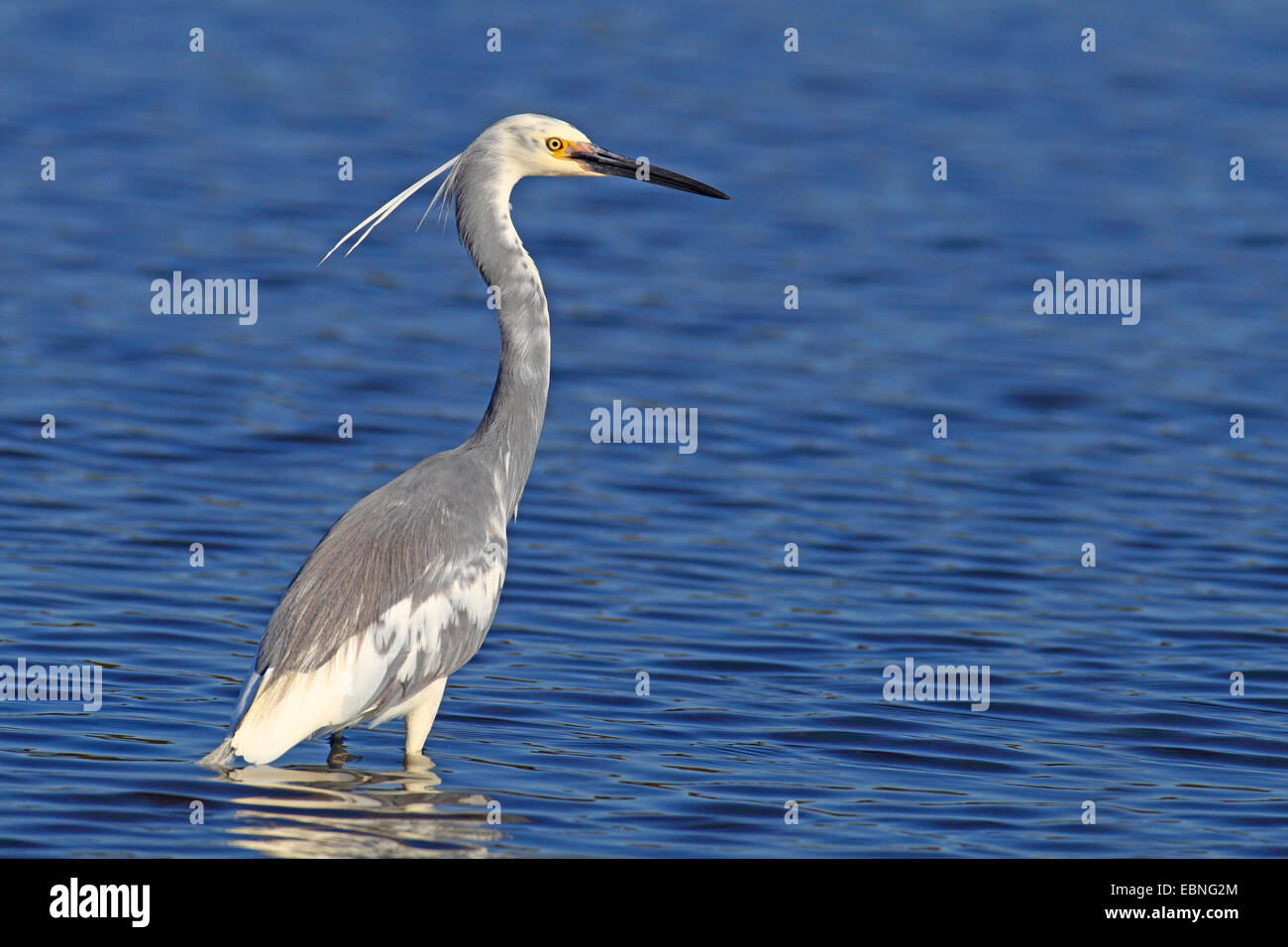 little blue heron (Egretta caerulea), immature heron standing in ...