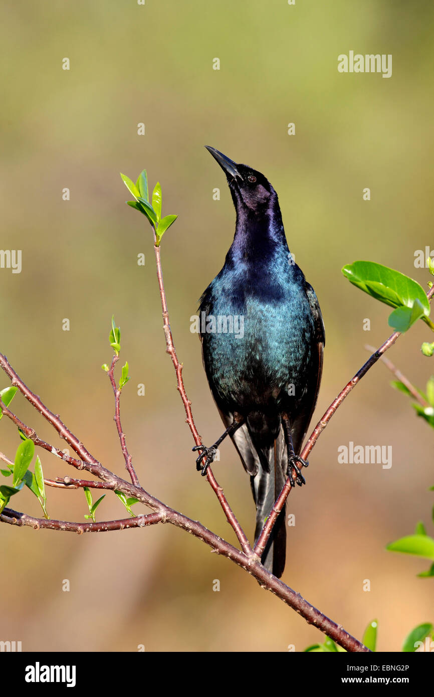 boat-tailed grackle (Quiscalus major), male sitting on a branch, USA ...