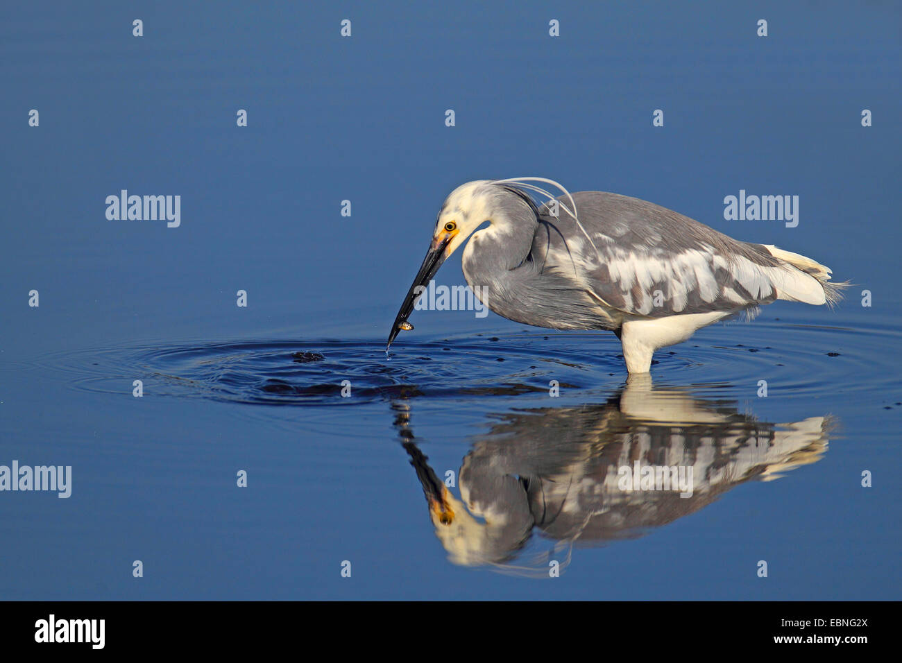 little blue heron (Egretta caerulea), immature heron standing in ...