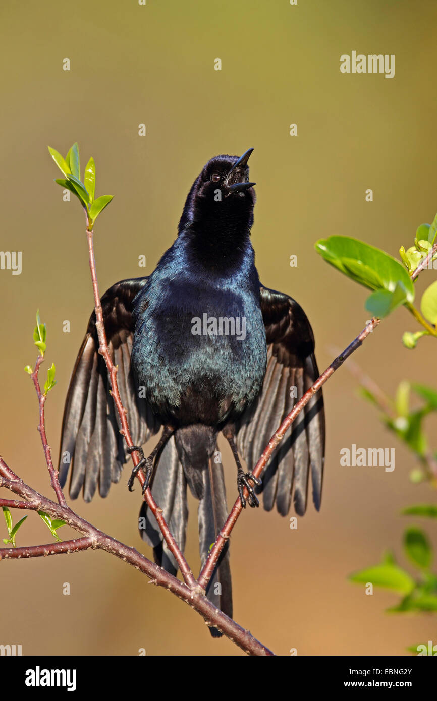 boat-tailed grackle (Quiscalus major), male singing, USA, Florida Stock ...
