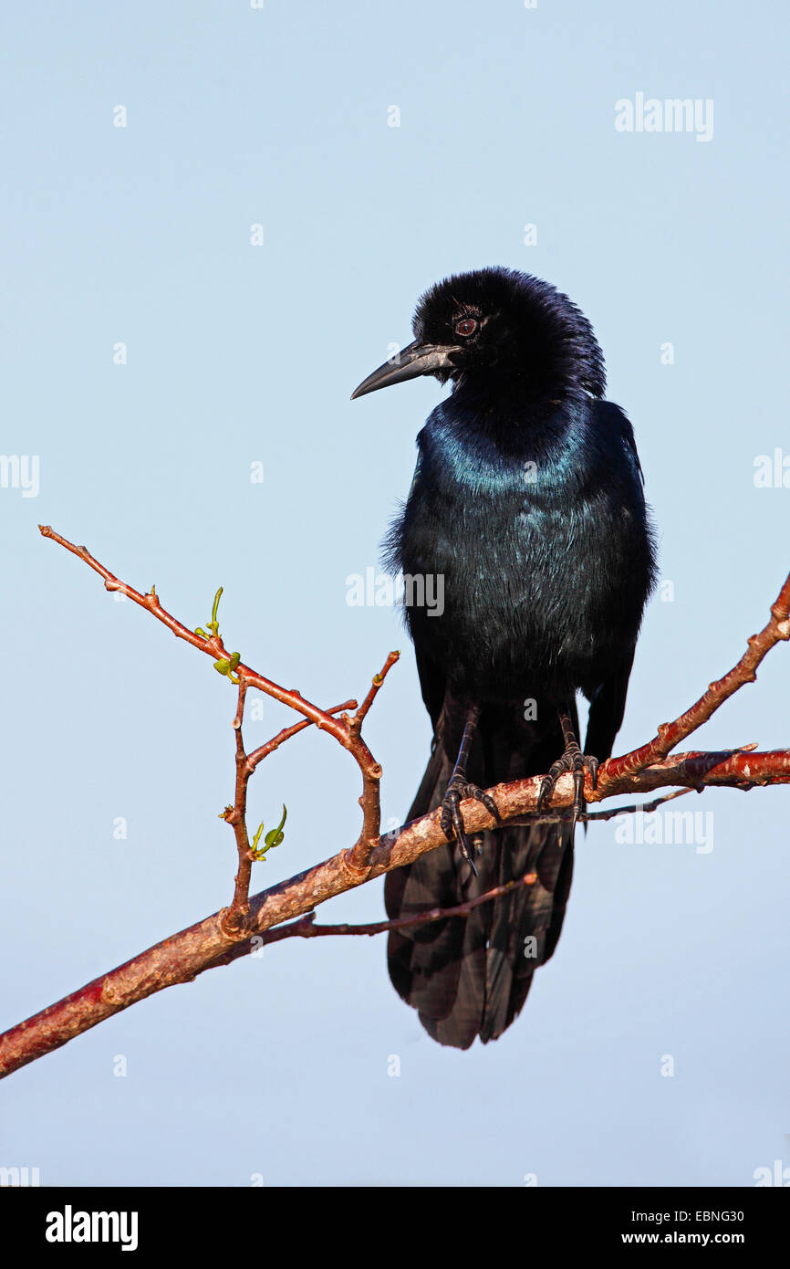 boat-tailed grackle (Quiscalus major), male sitting on a branch, USA ...