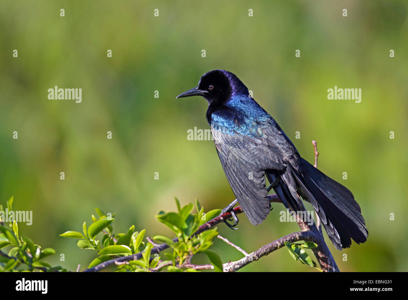 boat-tailed grackle (Quiscalus major), male sitting on a branch, USA ...
