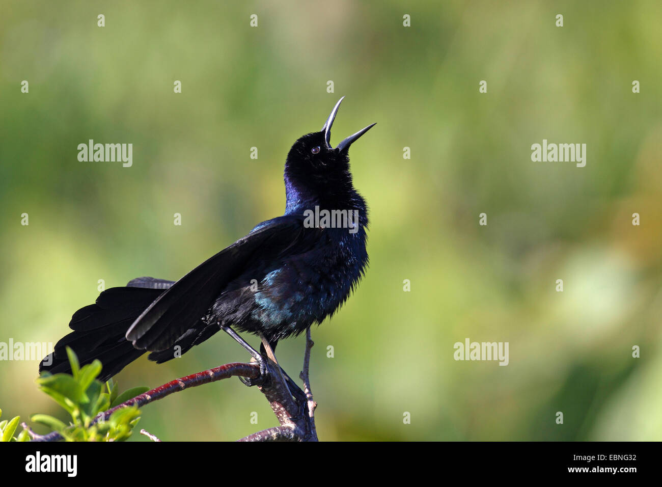 boat-tailed grackle (Quiscalus major), male sitting on a bush and ...