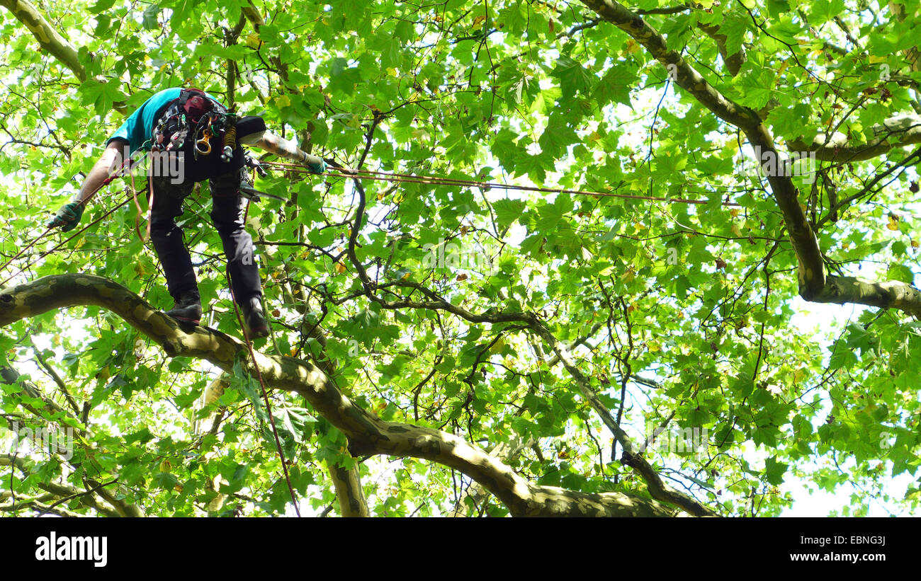 arborist climbing in a tree, Germany Stock Photo - Alamy