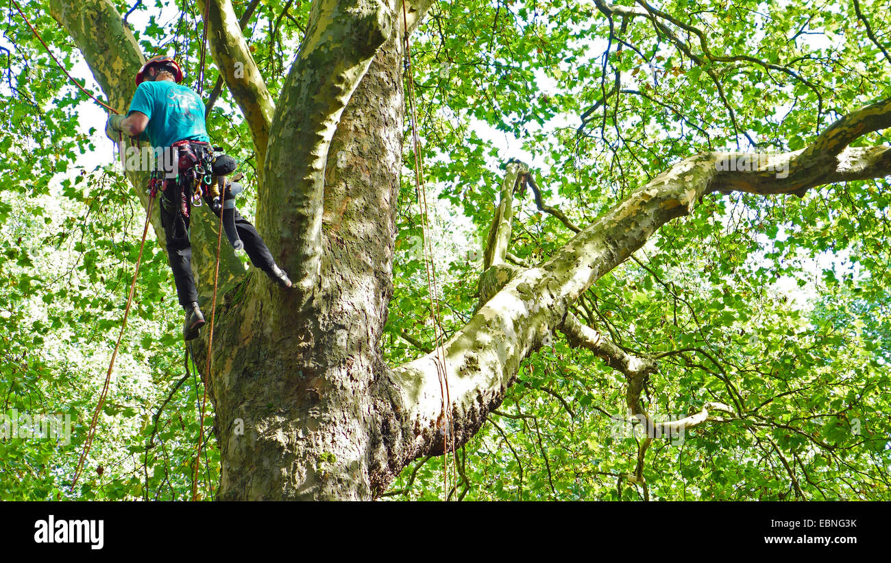arborist climbing in a tree, Germany Stock Photo - Alamy