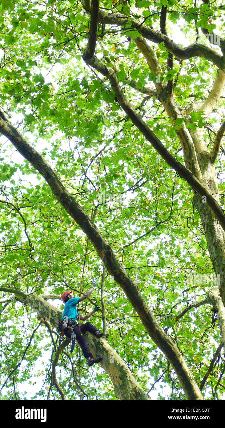 arborist climbing in a tree, Germany Stock Photo - Alamy