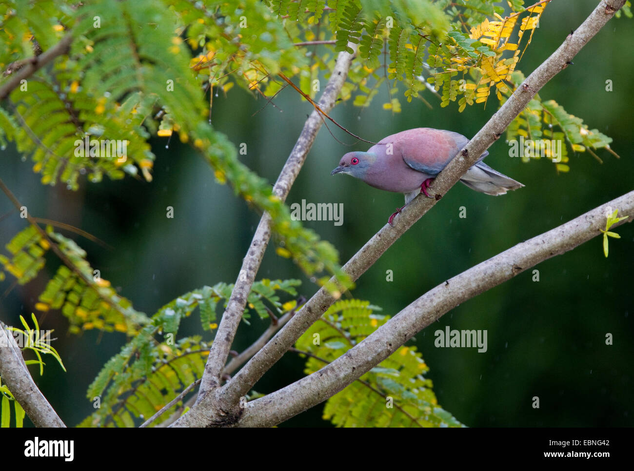 Palevented pigeon hi-res stock photography and images - Alamy