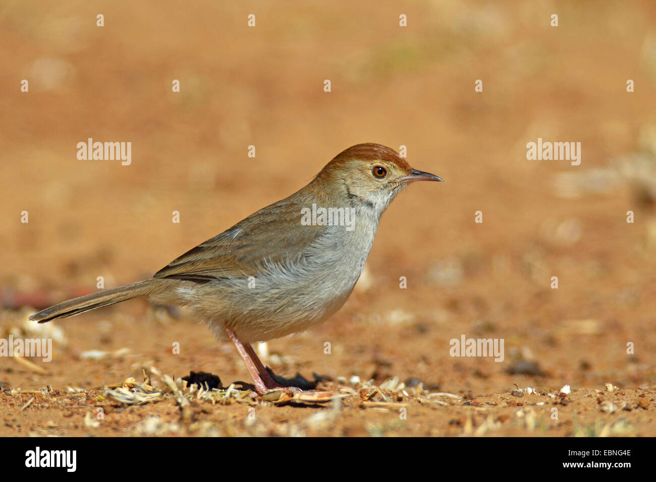 Piping cisticola (Cisticola fulvicapilla), standing on the ground ...