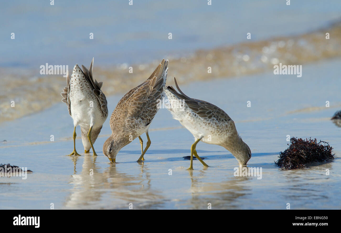 GREATER YELLOWLEGS (Tringa melanoleuca) group feeding, Curry Hammock ...