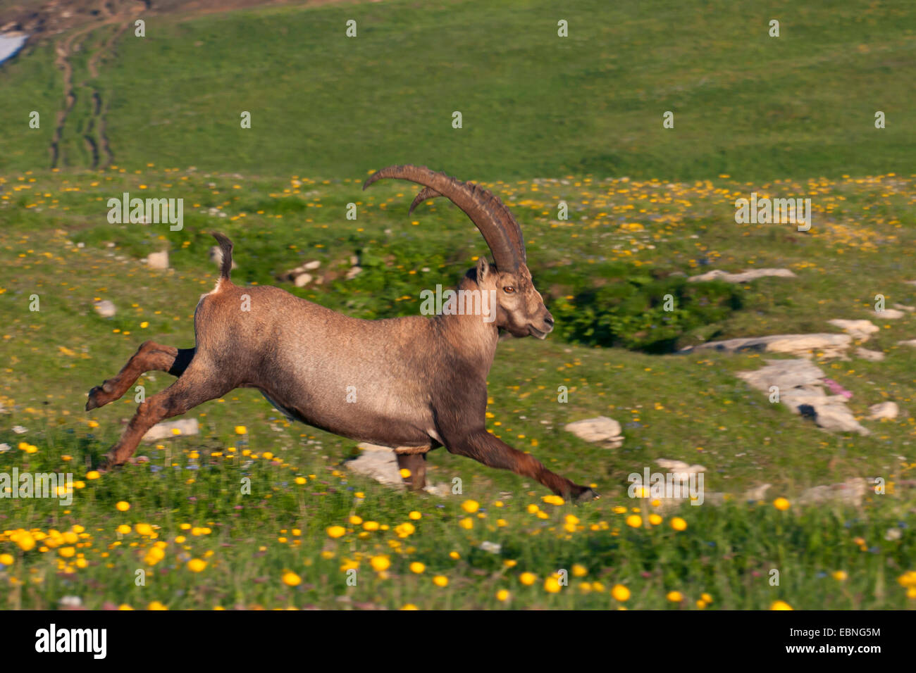 Running ibexes hi-res stock photography and images - Alamy