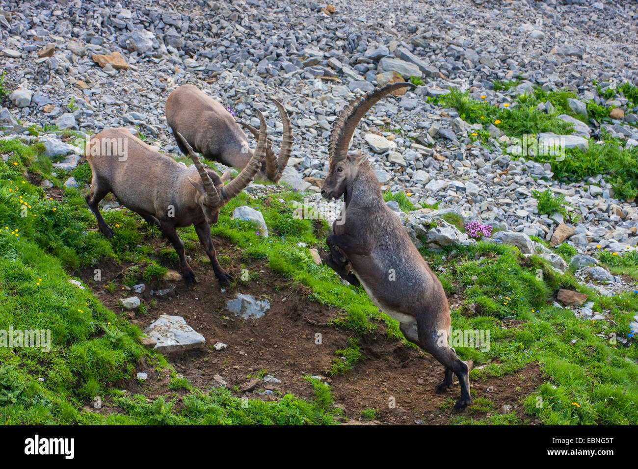 Alpine ibex (Capra ibex, Capra ibex ibex), fighting bucks in a steep ...