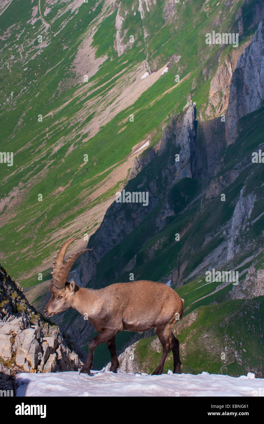 Alpine ibex (Capra ibex, Capra ibex ibex), standing in a steep snow ...