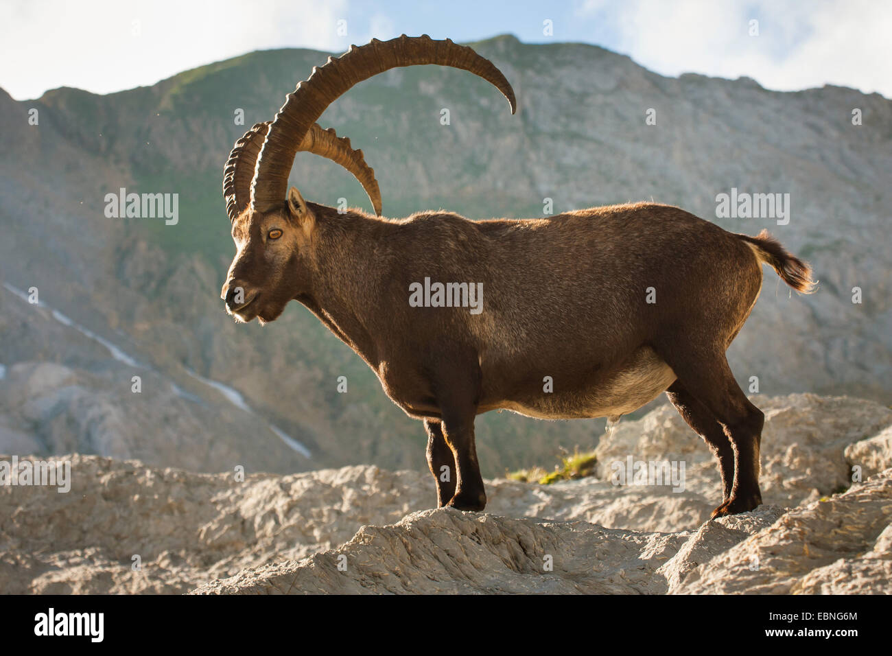 Alpine ibex (Capra ibex, Capra ibex ibex), buck standing on a rock ...
