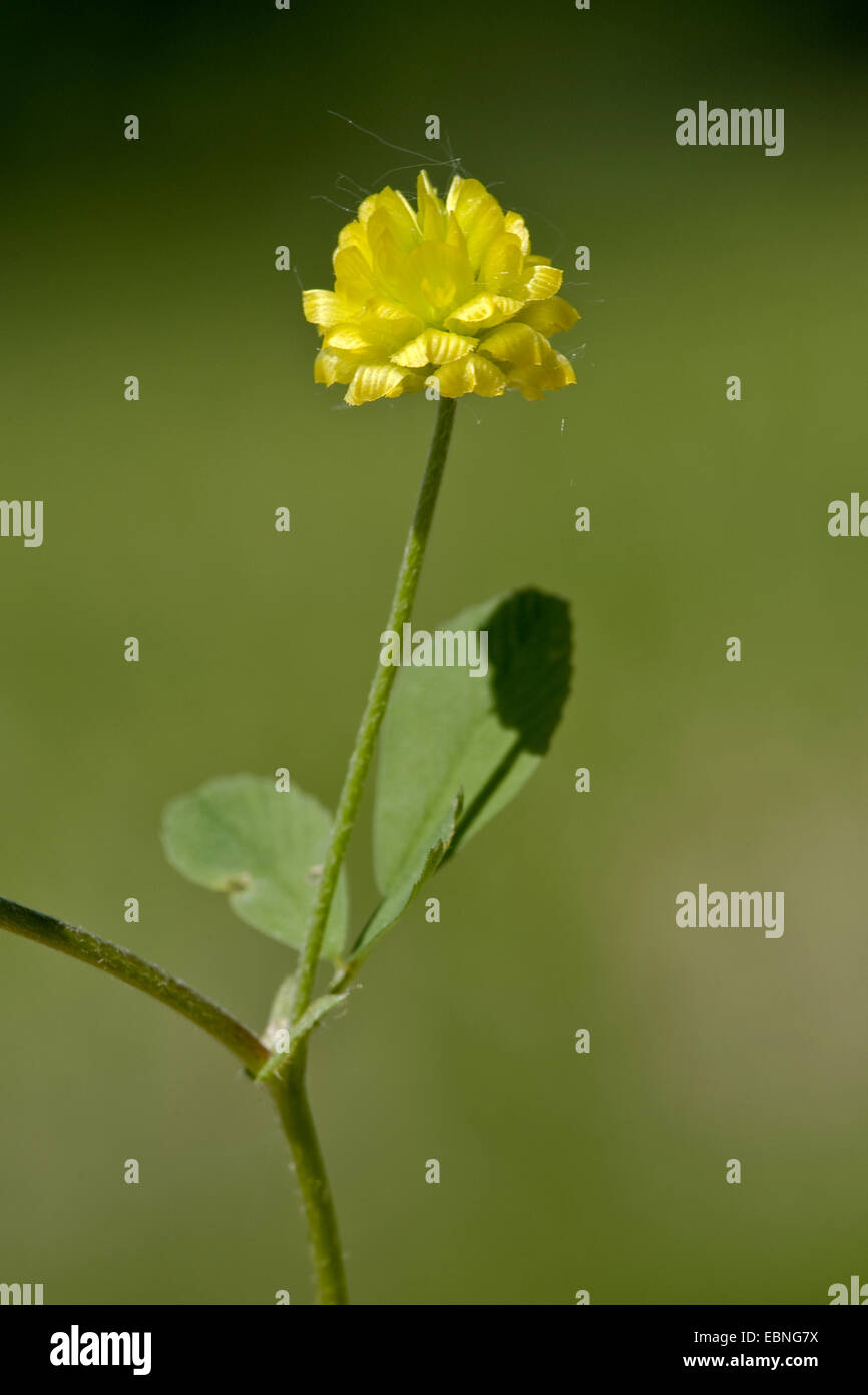 Larger hop clover low hop hi-res stock photography and images - Alamy