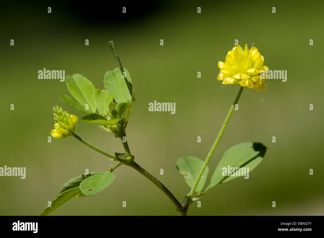 Hop clover hi-res stock photography and images - Alamy