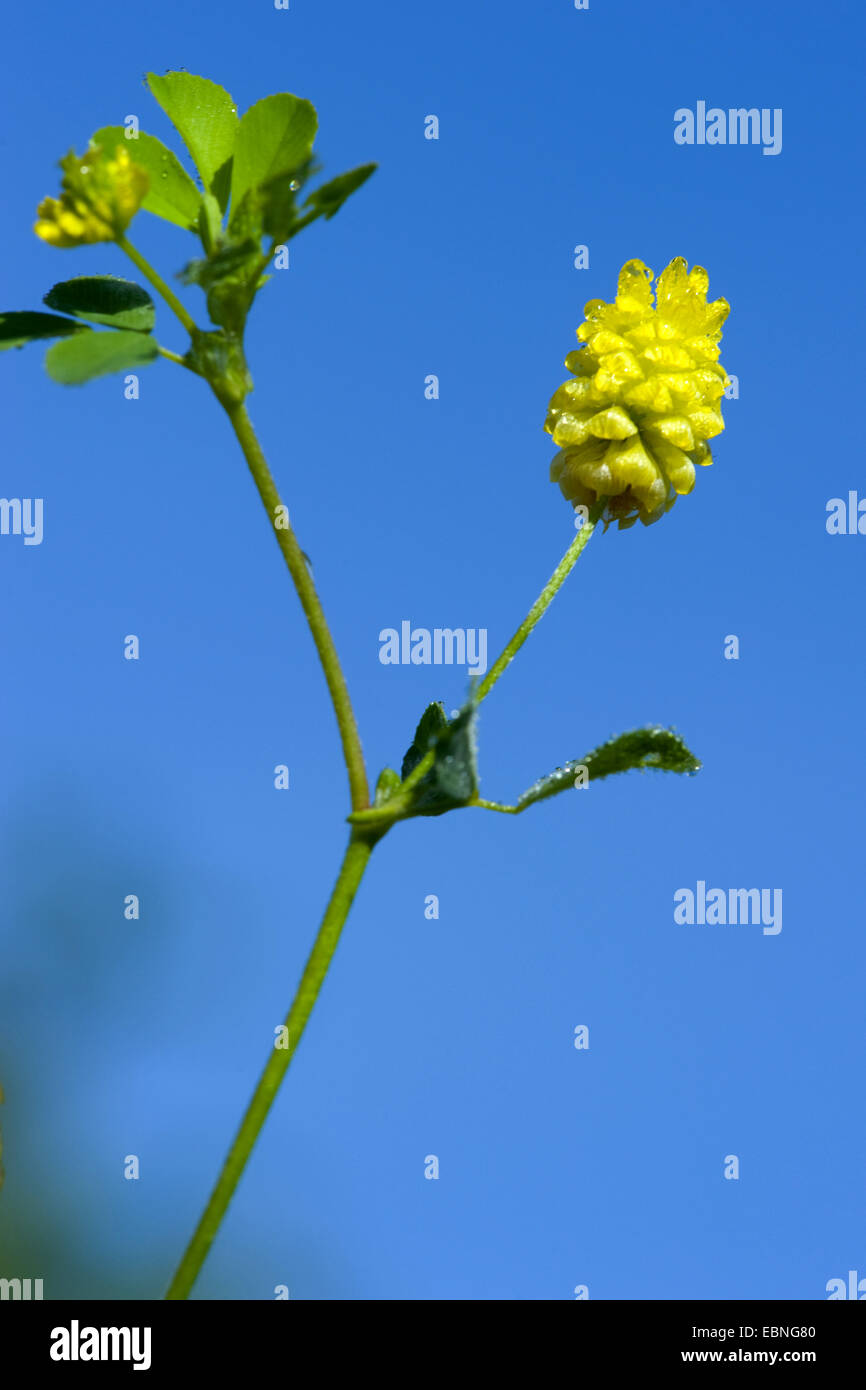 Hop clover hi-res stock photography and images - Alamy