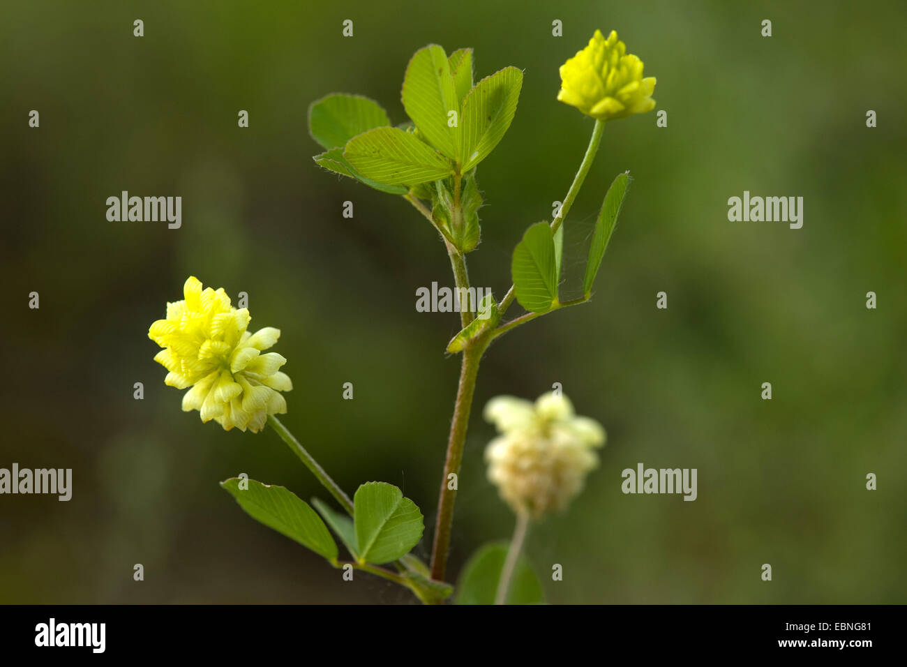 Hop clover hi-res stock photography and images - Alamy