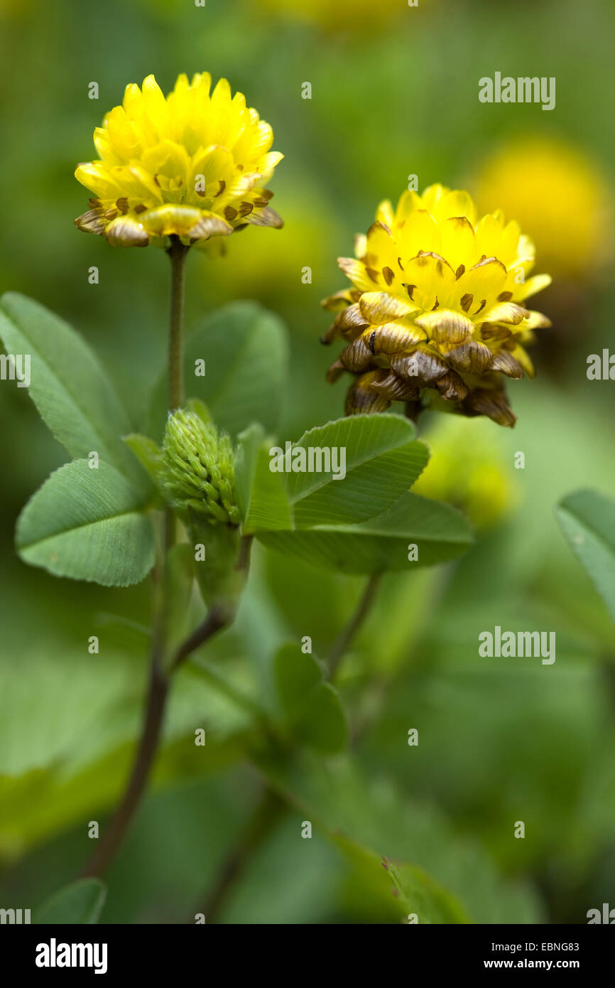 brown clover (Trifolium badium), blooming, Germany Stock Photo - Alamy
