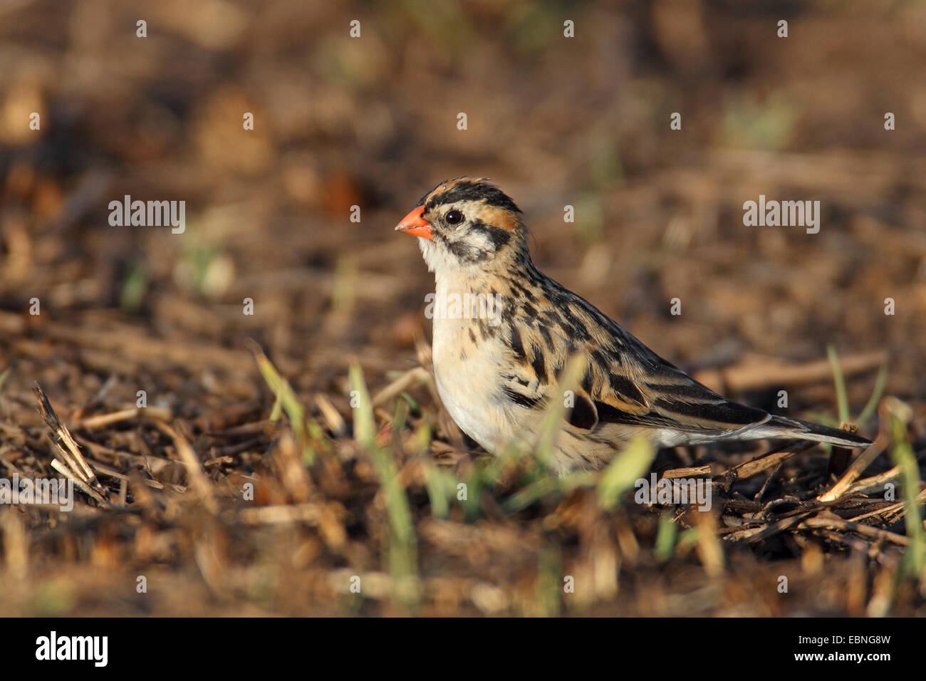 Pin-tailed whydah (Vidua macroura), male in eclipse plumage stands on ...