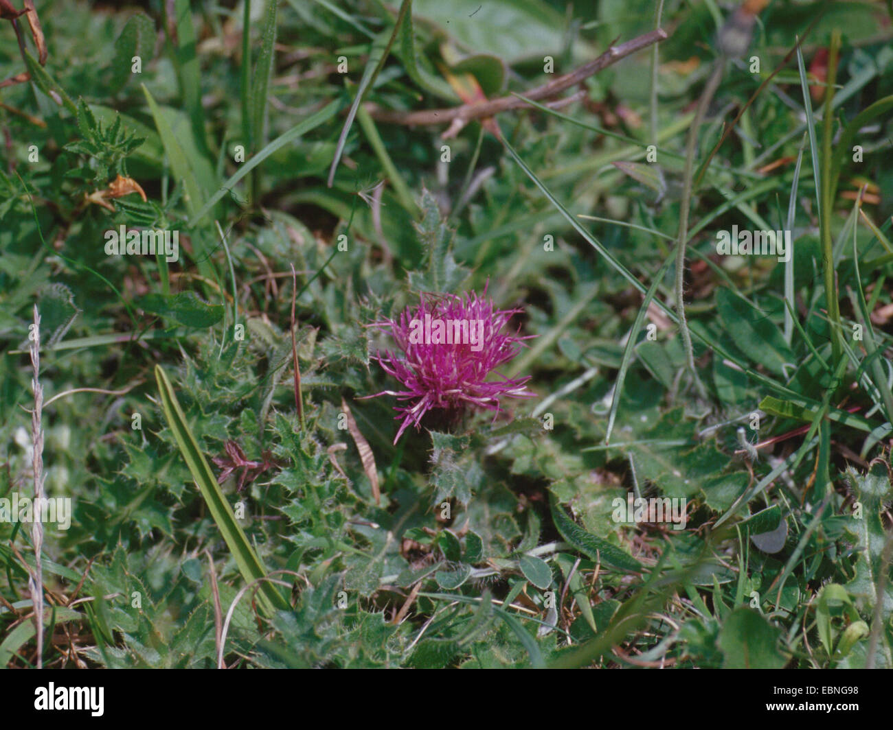 dwarf thistle (Cirsium acaule), blooming, Germany Stock Photo - Alamy