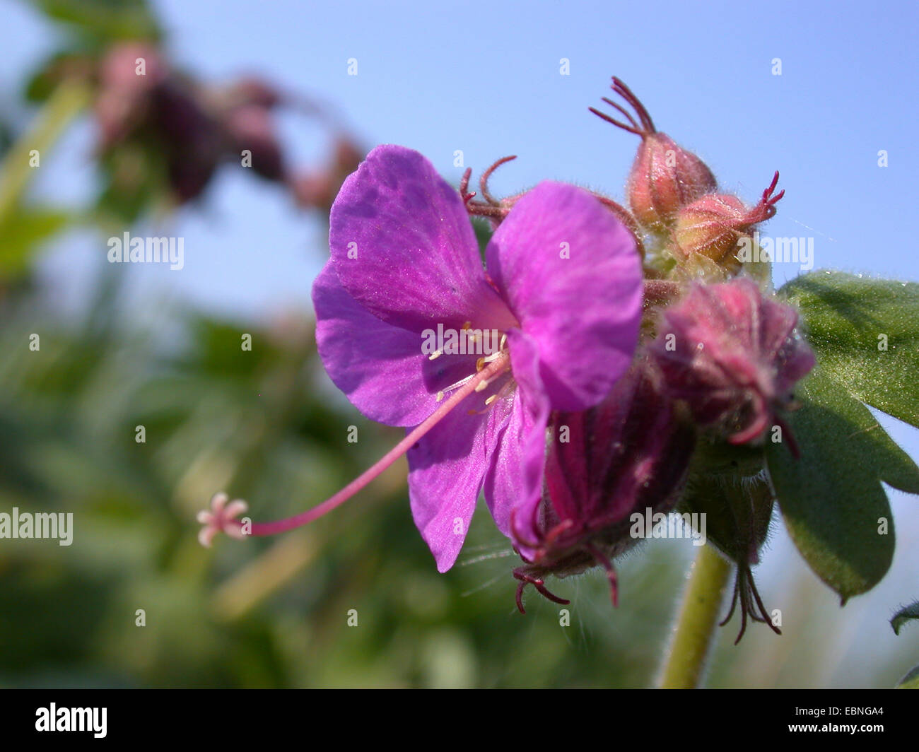 Rock cranesbill, Bigroot geranium, Bulgarian geranium, Zdravetz Rock ...