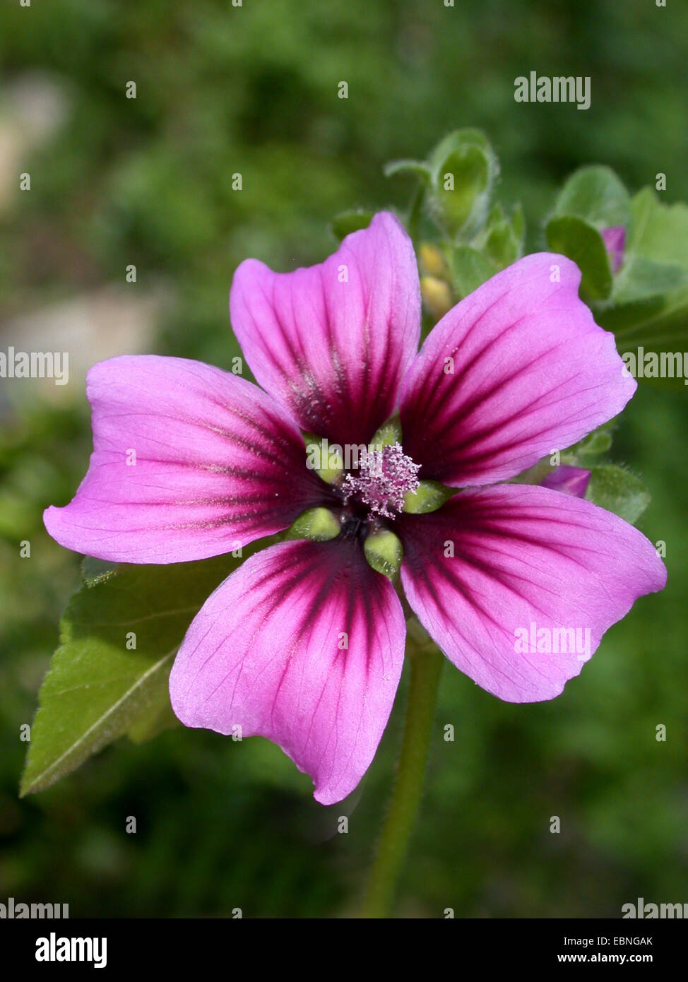 tree-mallow, tree sea mallow (Lavatera arborea), flower Stock Photo - Alamy