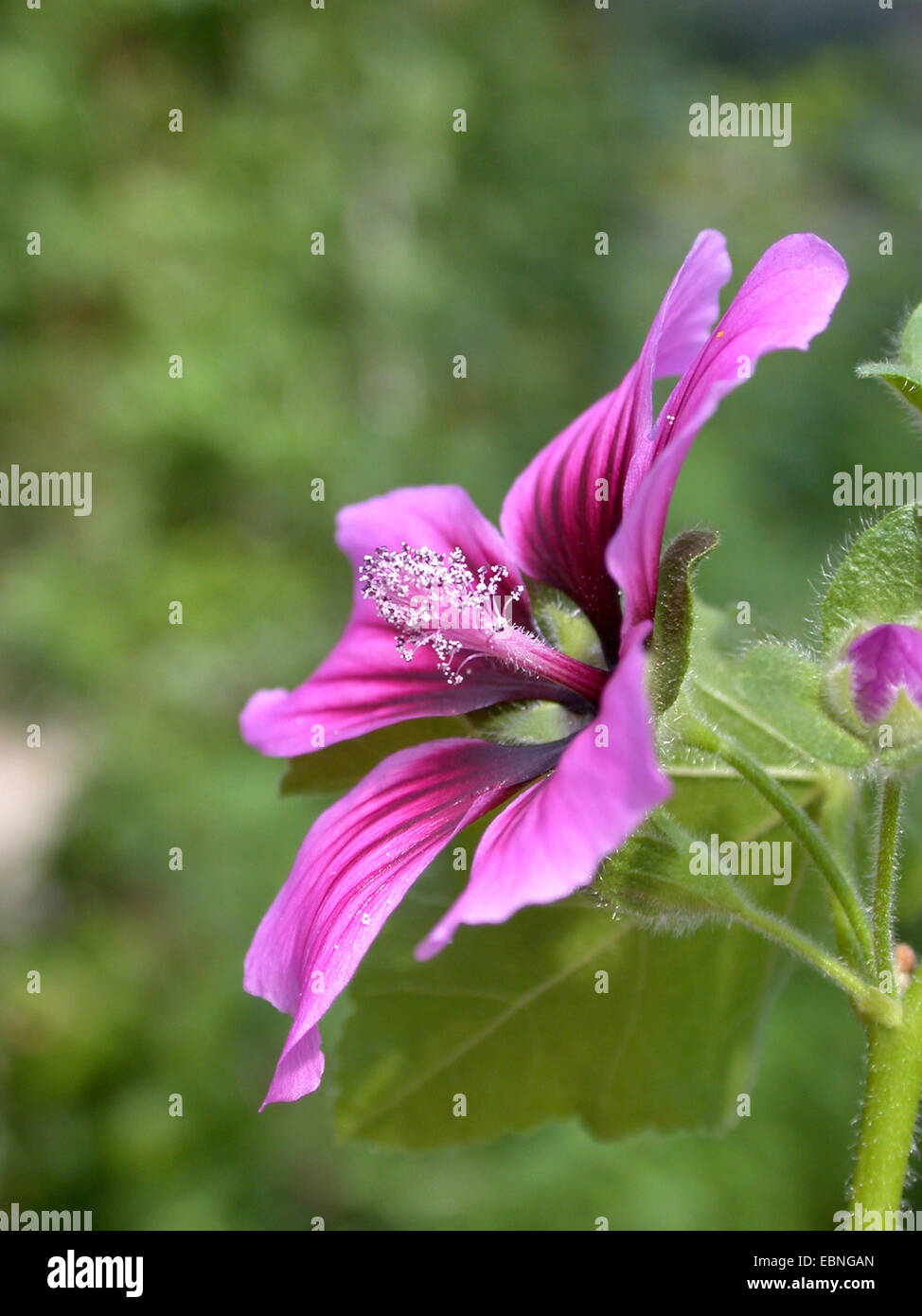 tree-mallow, tree sea mallow (Lavatera arborea), flower Stock Photo - Alamy