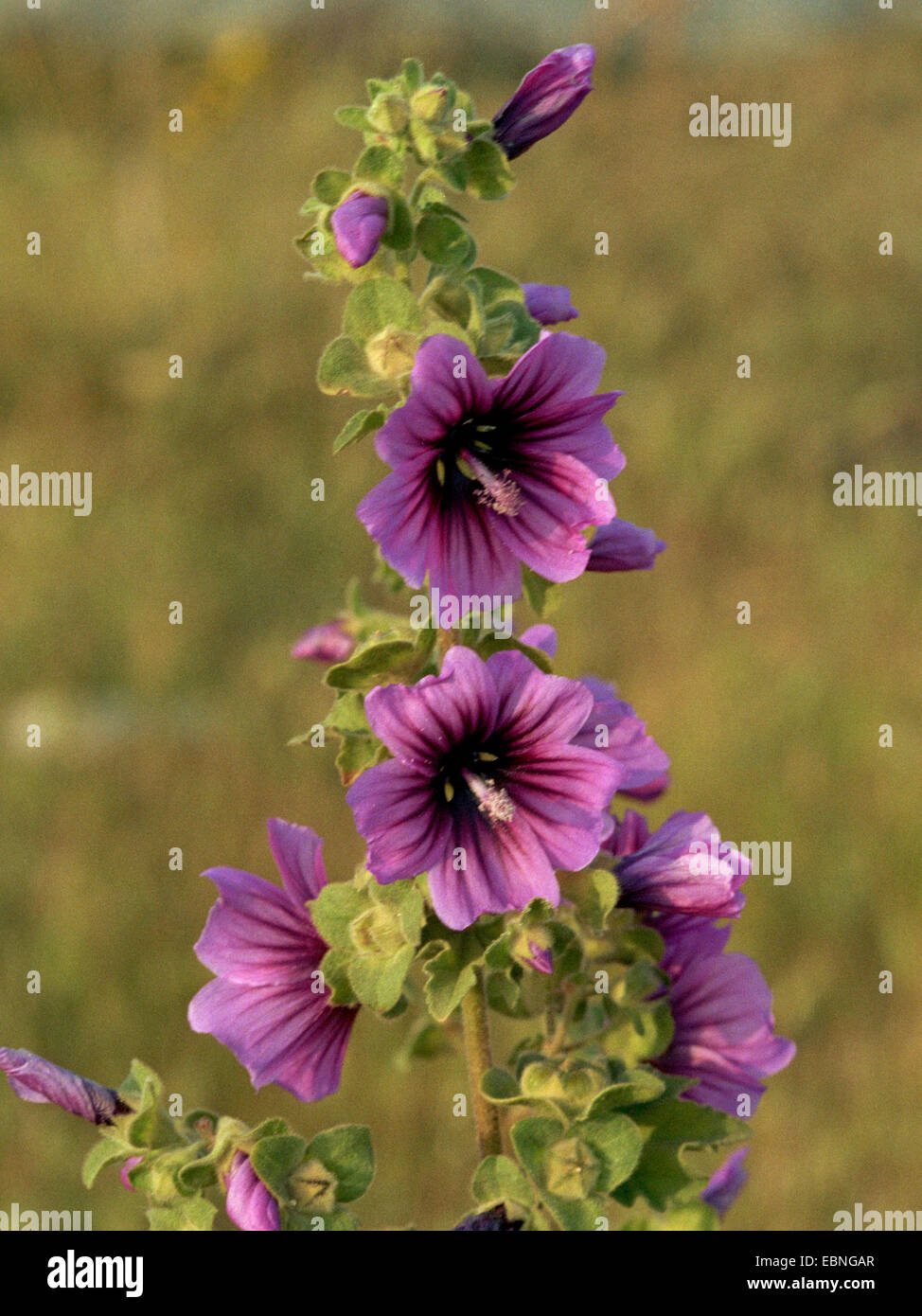 tree-mallow, tree sea mallow (Lavatera arborea), flowers Stock Photo ...