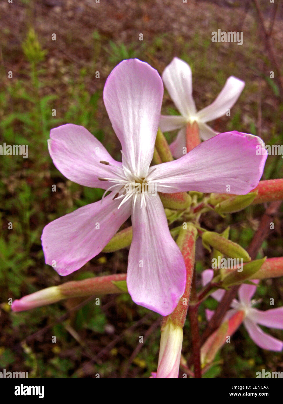 bouncingbet, bouncing-bet, soapwort (Saponaria officinalis), flower ...