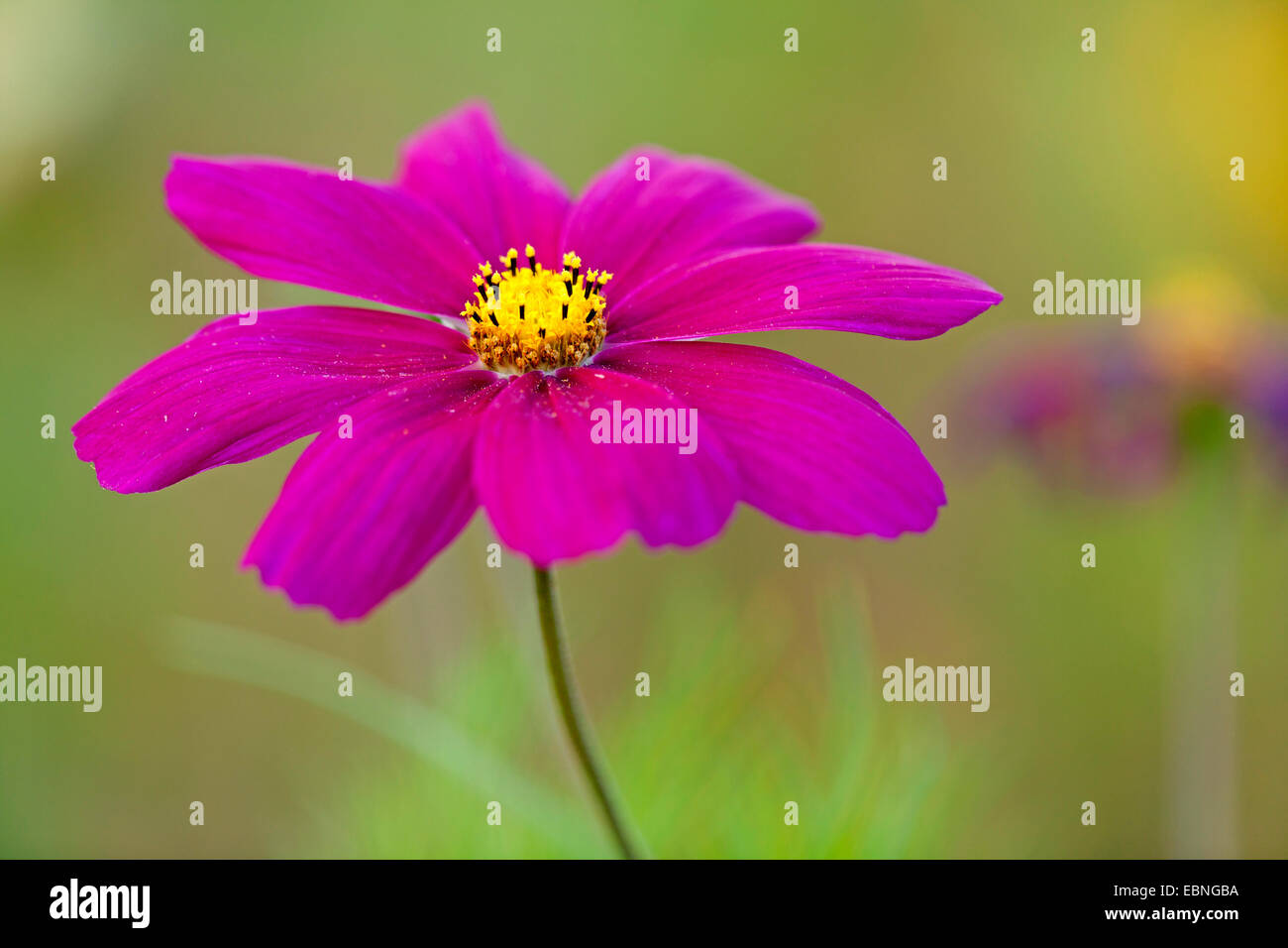 garden cosmos, Mexican aster (Cosmos bipinnatus), flower Stock Photo ...