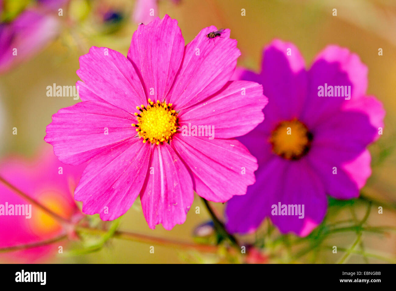 garden cosmos, Mexican aster (Cosmos bipinnatus), flower Stock Photo ...