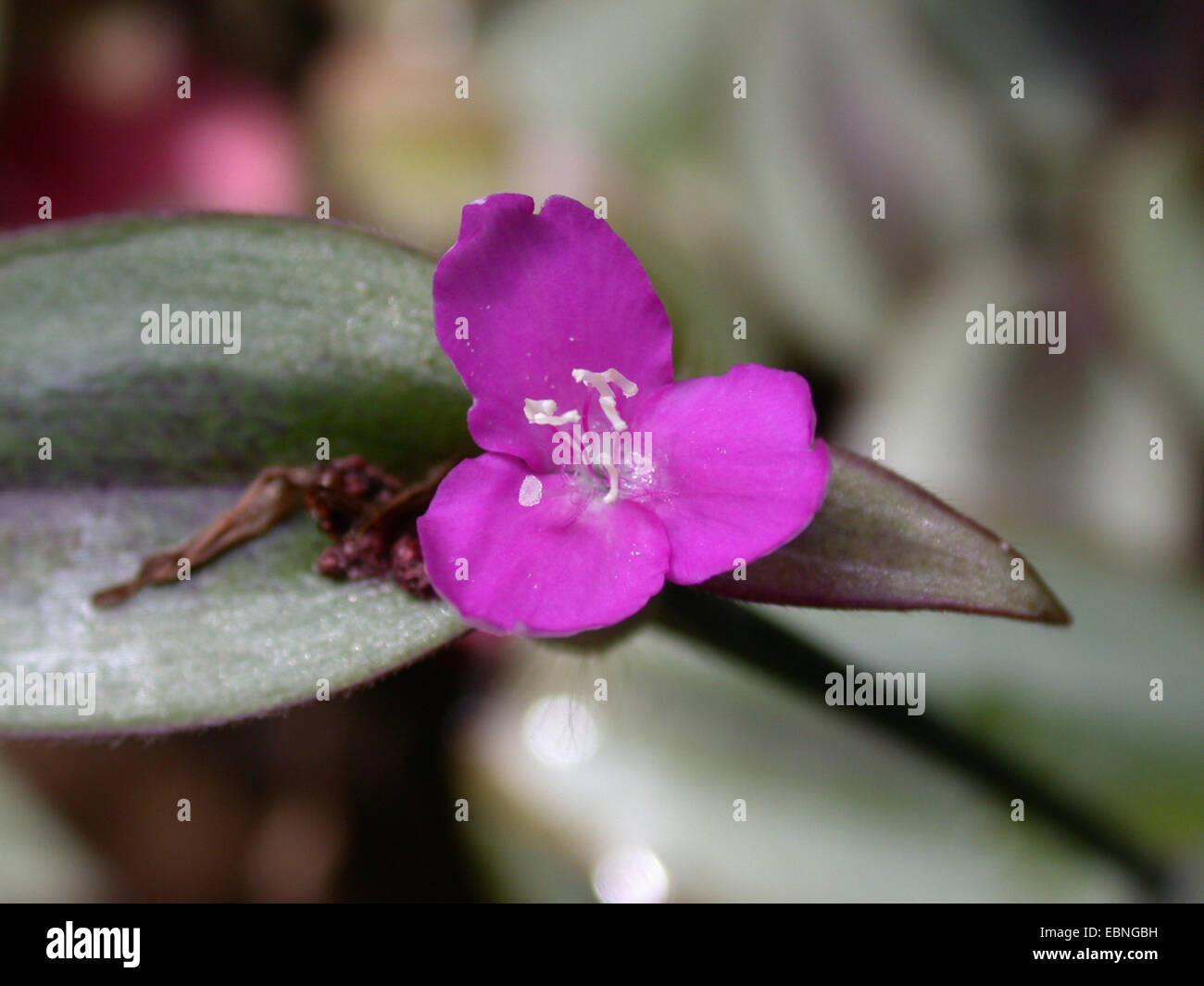 Wandering Jew (Zebrina pendula, Tradescantia zebrina), flower Stock ...