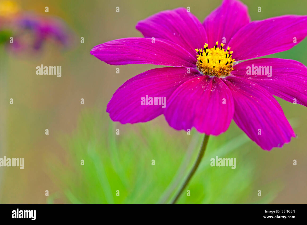 garden cosmos, Mexican aster (Cosmos bipinnatus), flower Stock Photo ...