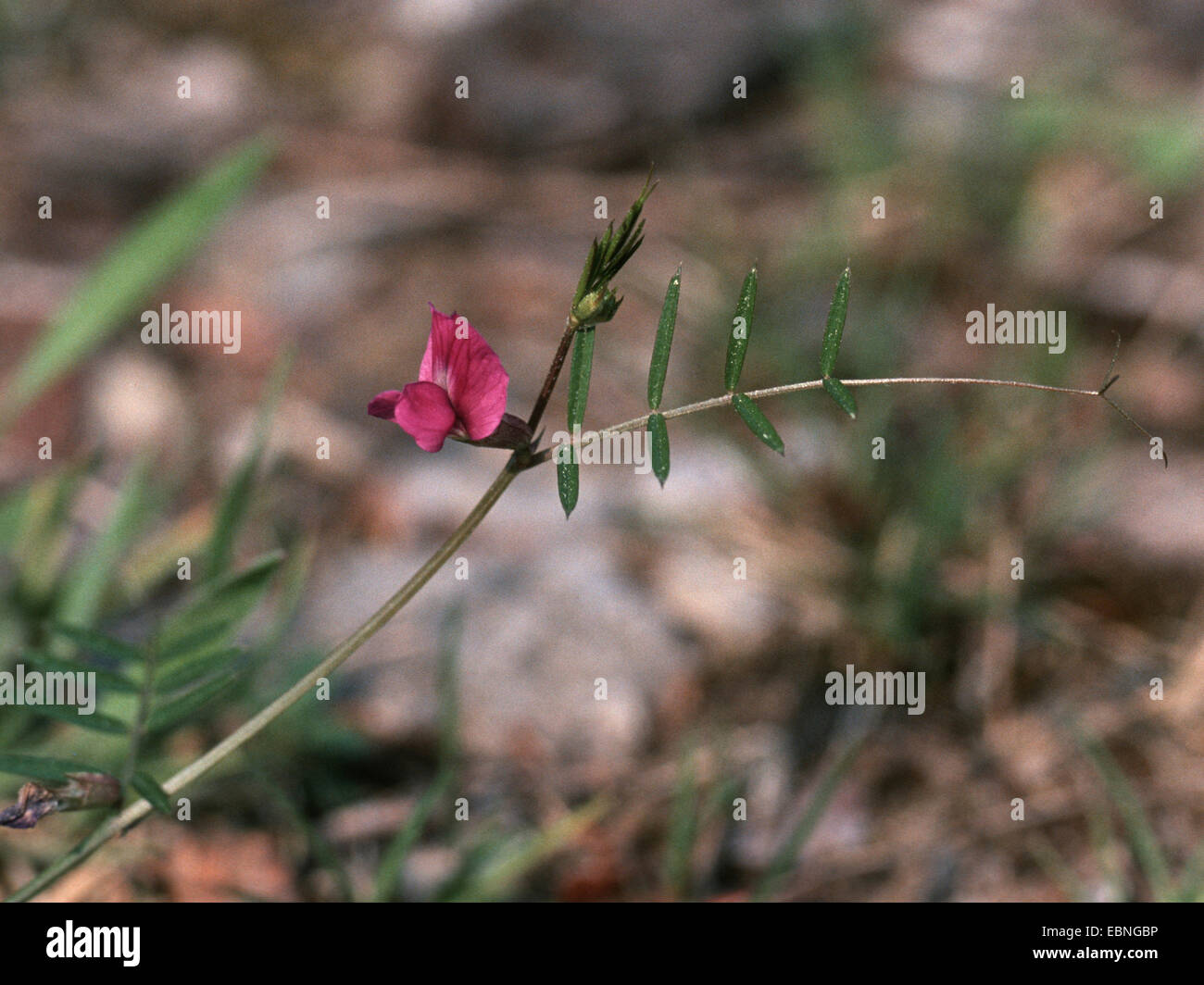 Narrow-Leaved Vetch (Vicia angustifolia subsp. angustifolia), blooming ...