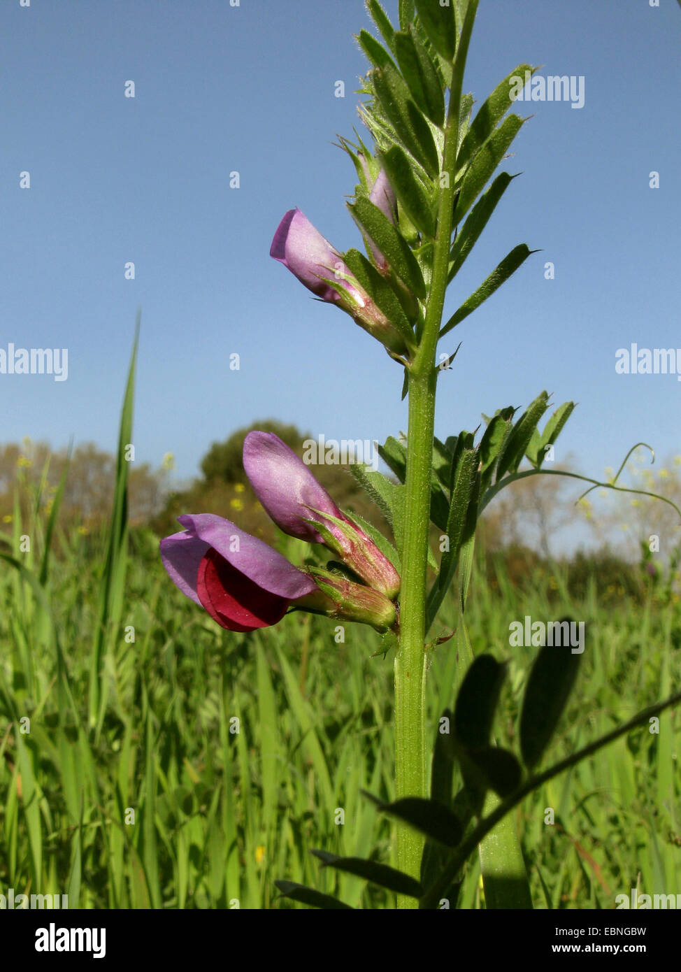 spring vetch (Vicia sativa agg.), blooming, Spain, Balearen, Majorca ...