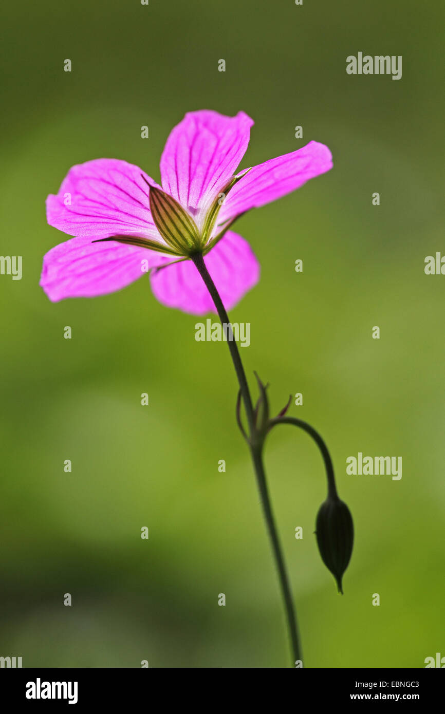 marsh cranesbill (Geranium palustre), flower, Germany, Baden ...