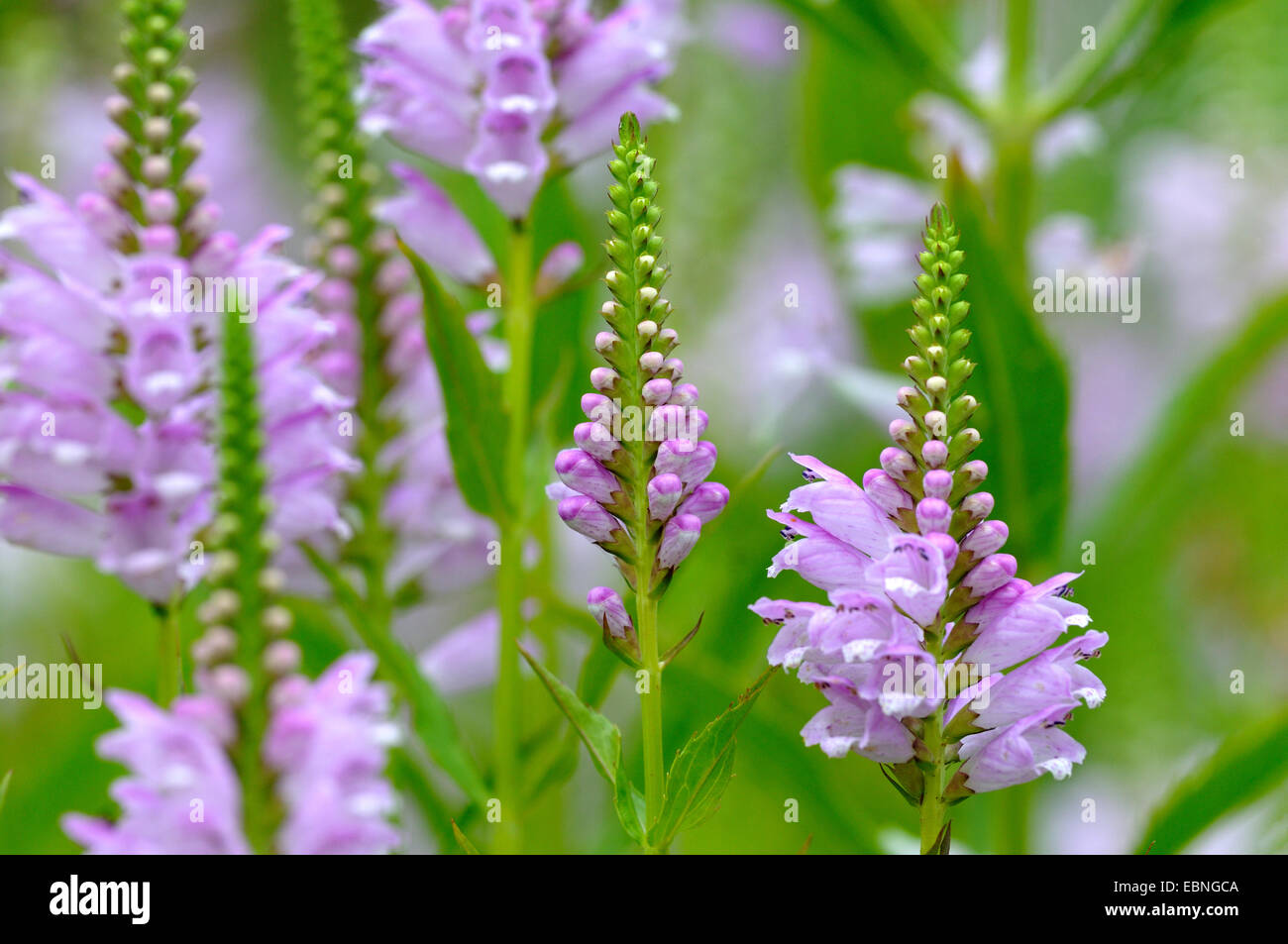 false dragonhead (Physostegia virginiana), blooming Stock Photo - Alamy