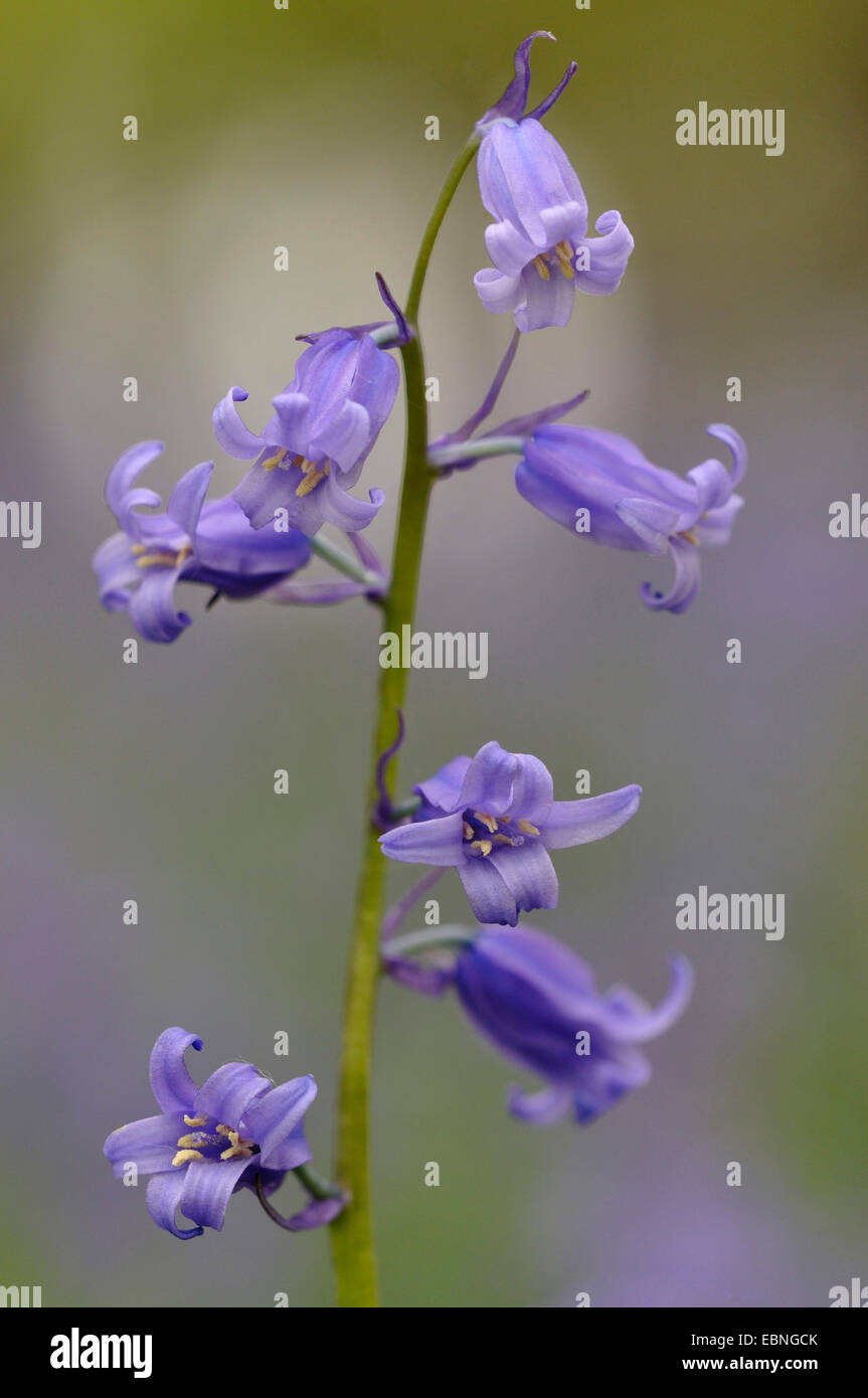 Atlantic bluebell (Hyacinthoides non-scripta, Endymion non-scriptus ...