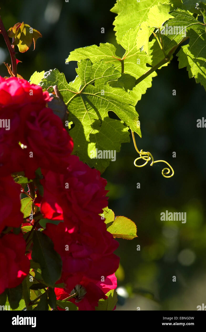 Vine Roses High Resolution Stock Photography and Images - Alamy