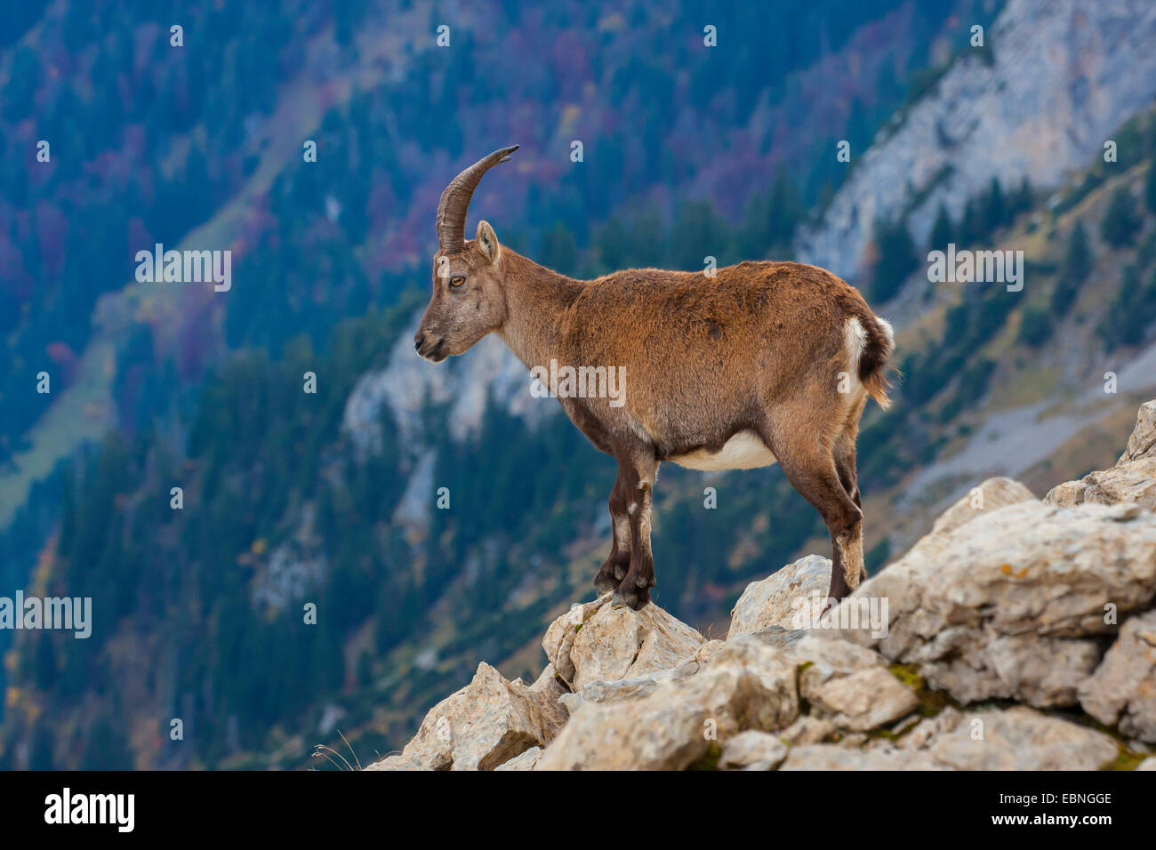 Ibex aesthetic hi-res stock photography and images - Alamy