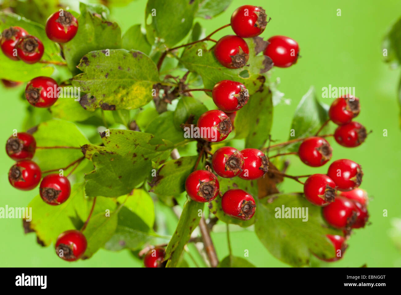 common hawthorn, singleseed hawthorn, English hawthorn (Crataegus ...