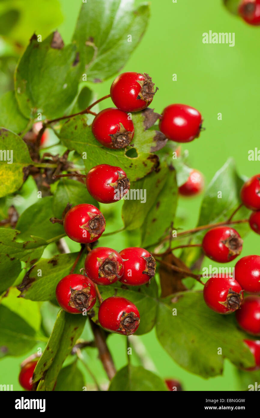 English hawthorn hi-res stock photography and images - Alamy