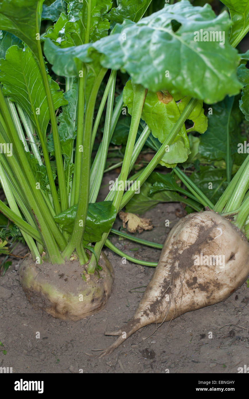 Sugar beet, Sugar-beet, Beet root, Sugar-beet root (Beta vulgaris var ...