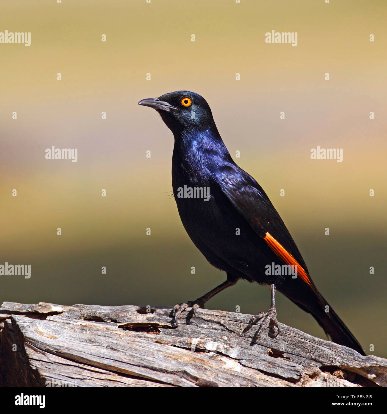 Pale-winged starling (Onychognathus nabouroup), male standing on a ...