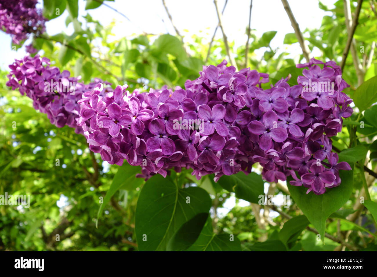 common lilac (Syringa vulgaris), inflorescence Stock Photo - Alamy
